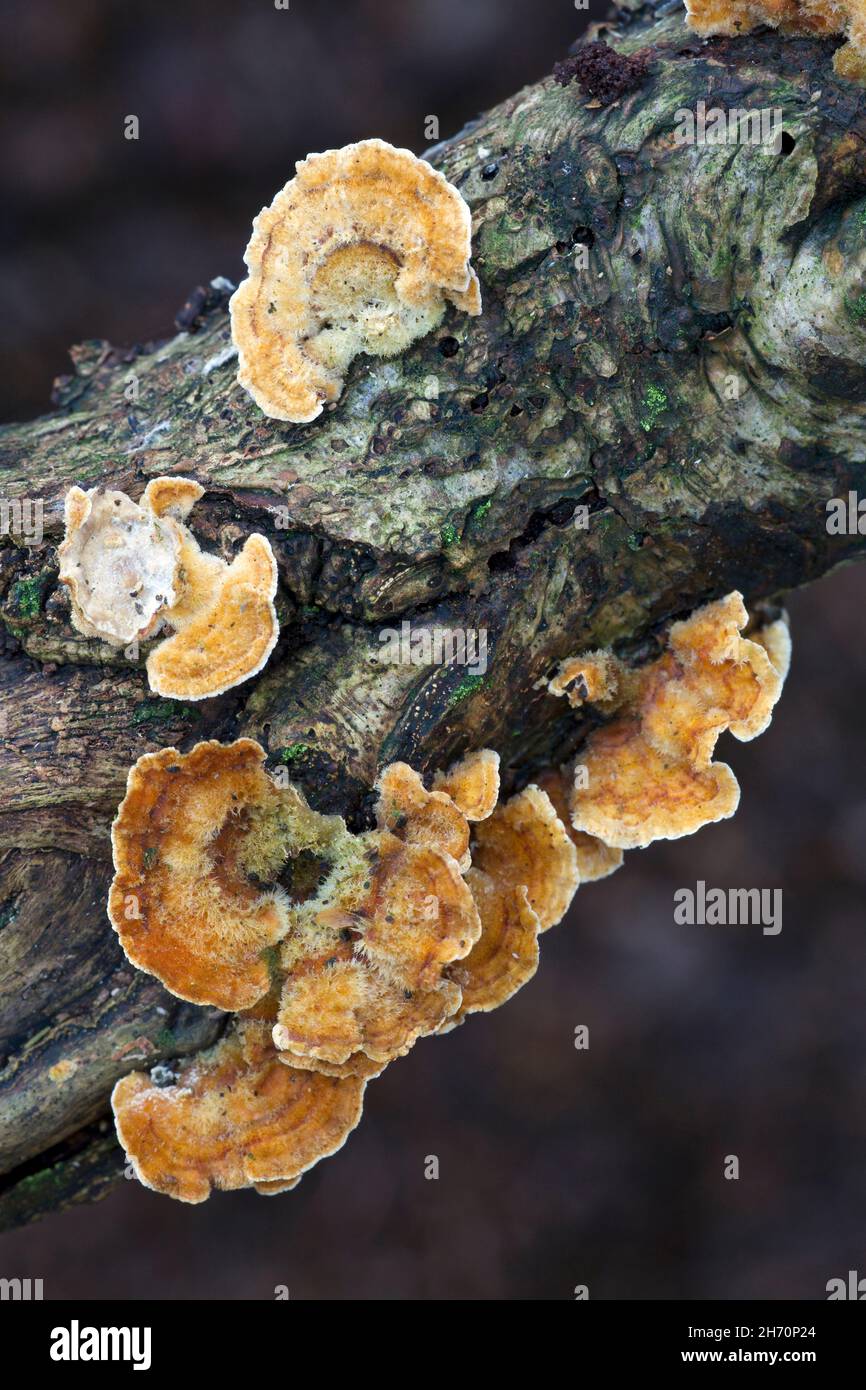 Bleeding oak crust hi-res stock photography and images - Alamy