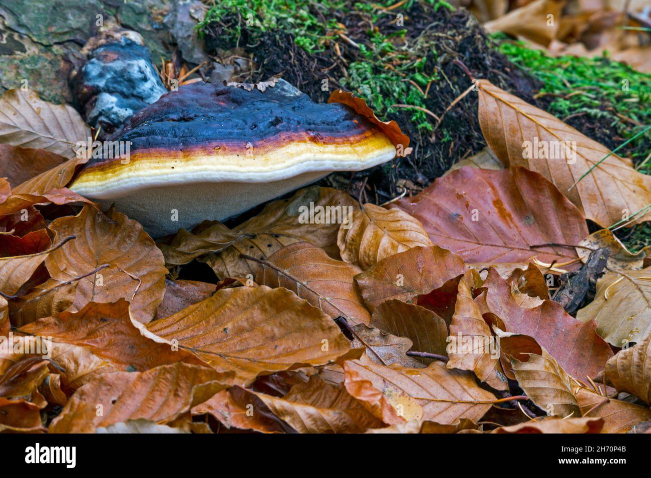 Red-belted Conk (Fomitopsis pinicola) on the trunk of a spruce tree ...