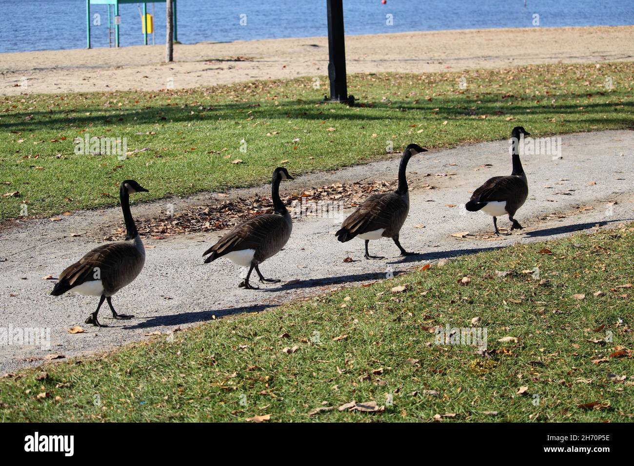 Subspecies of canada goose hi-res stock photography and images - Alamy