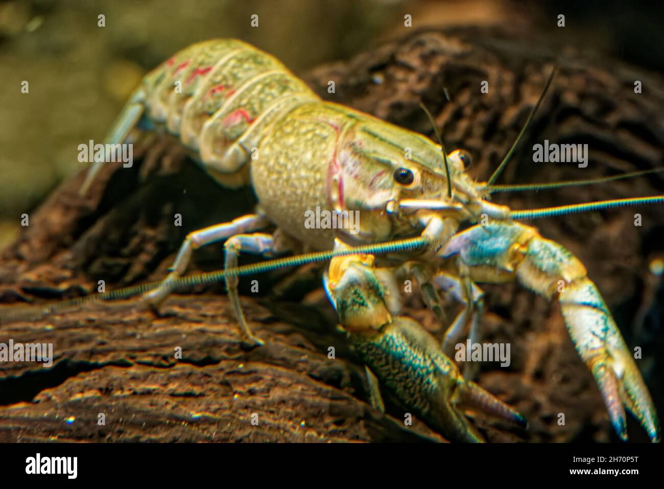Australian crayfish hi-res stock photography and images - Alamy