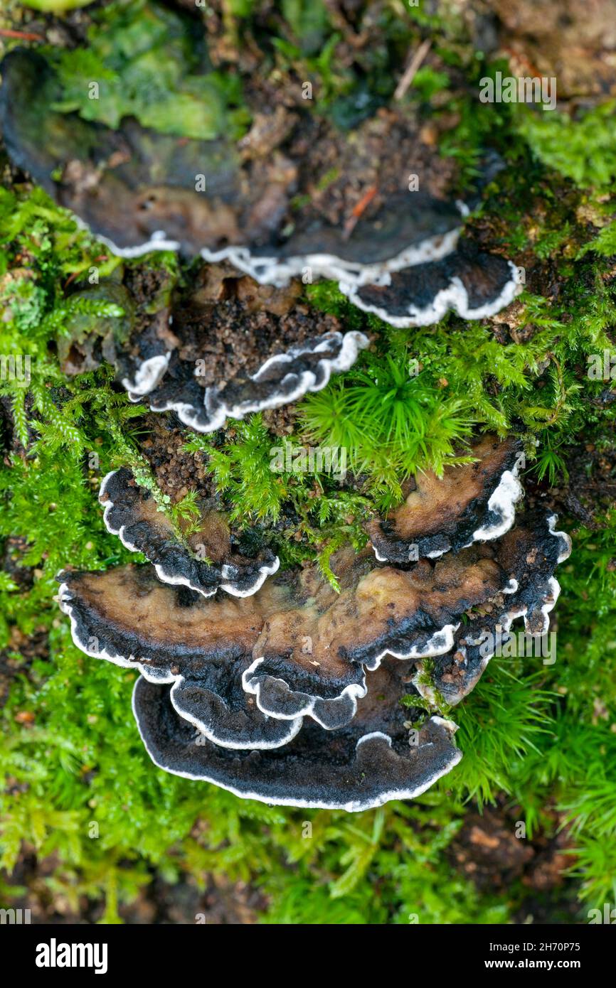 Smoky Polypore, Smoky Bracket (Bjerkandera adusta). Young fruiting ...