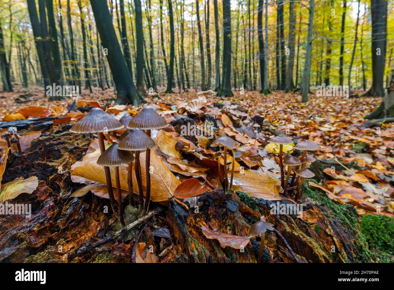 Clustered Bonnet (Mycena inclinata) on an decaying tree stump in a ...