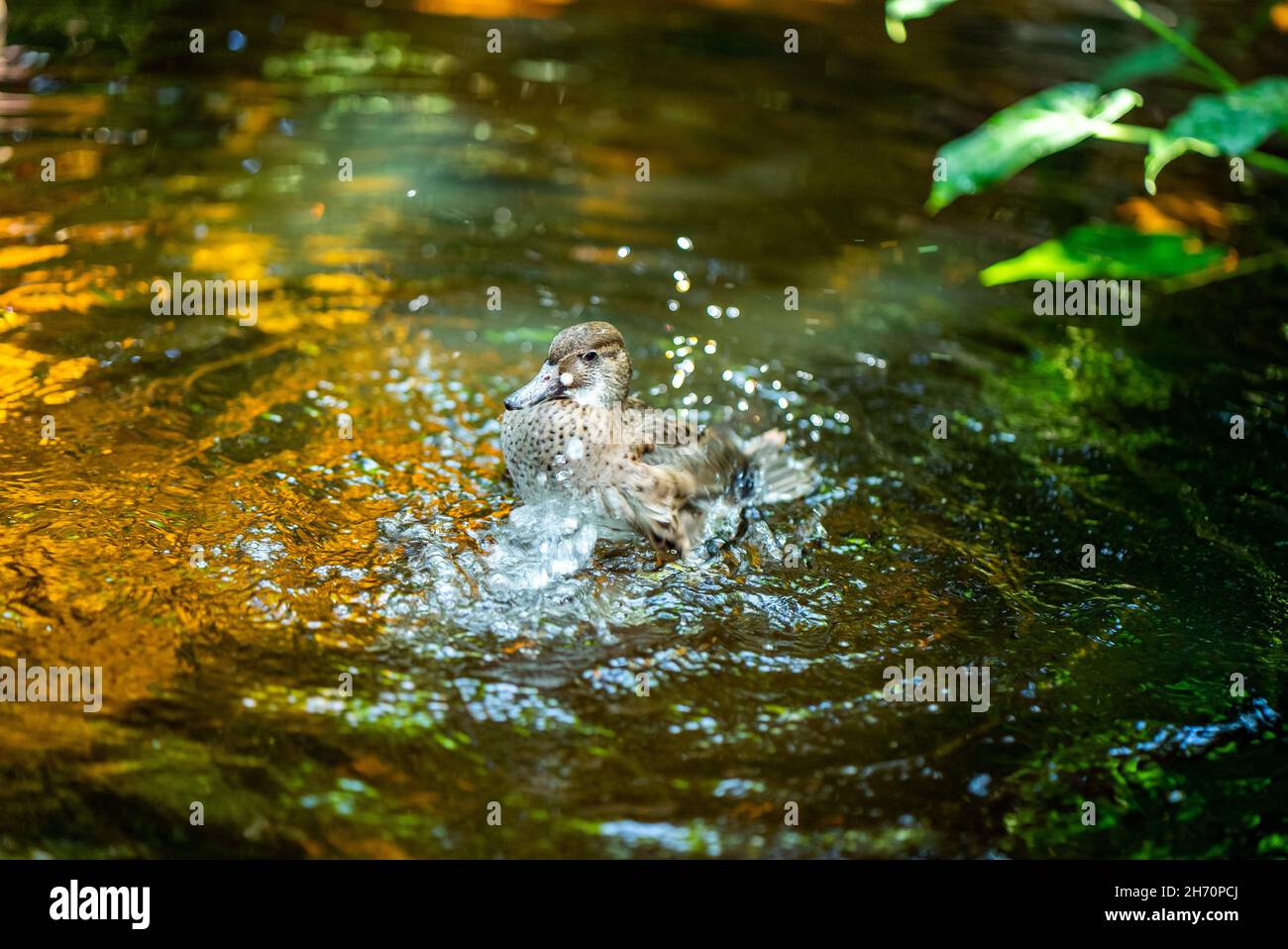 Marsh duck swimming in a lake Stock Photo - Alamy