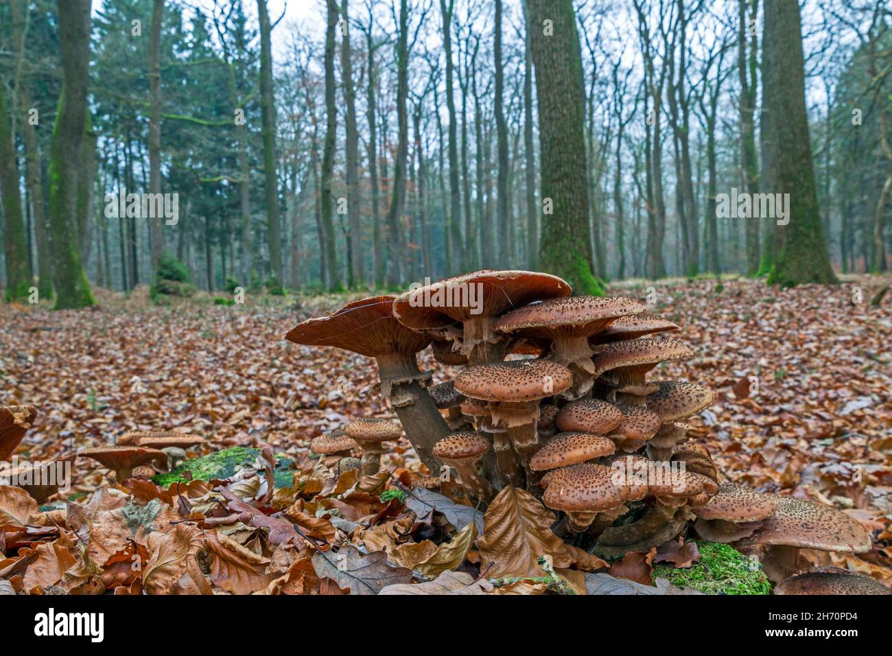 Honey Fungus (Armillaria mellea) on an old tree stump in an oak forest ...