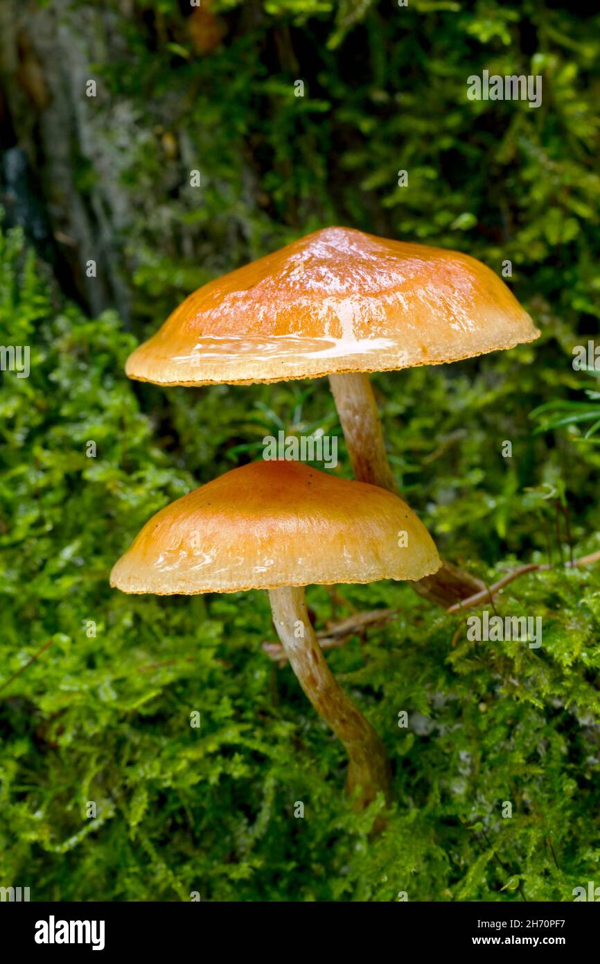 Scaly Rustgill (Gymnopilus penetrans, Flammula penetrans) between moss ...