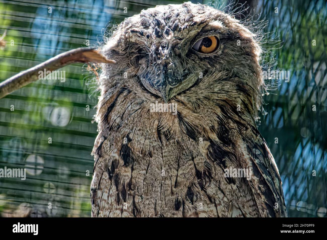 Winking owl hi-res stock photography and images - Alamy