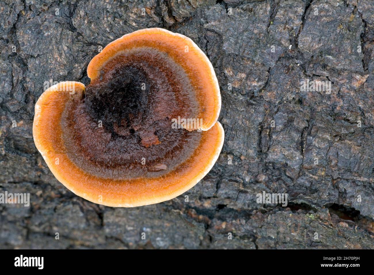 The Rusty Gilled Polypore (Gloeophyllum sepiarium) causes brown rot on ...
