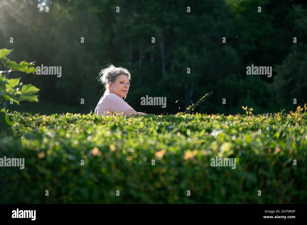 Woman pruning hedge Stock Photo - Alamy