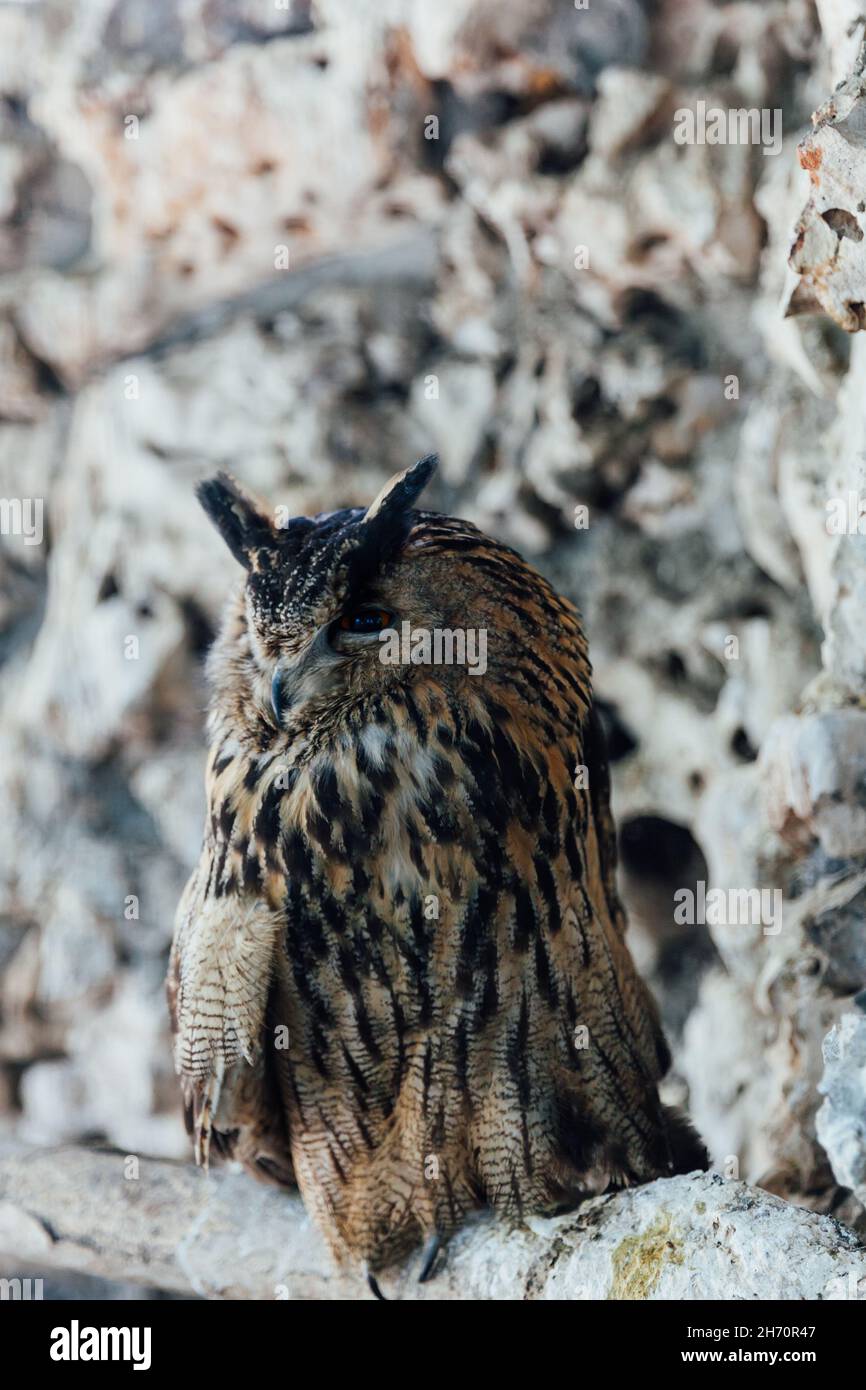 wild bird owl sitting on a forest tree Stock Photo - Alamy