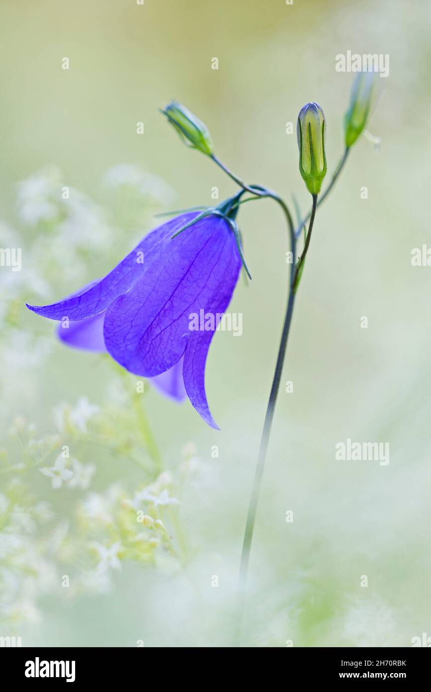 Spreading Bellflower (Campanula patula) flower. Germany Stock Photo - Alamy