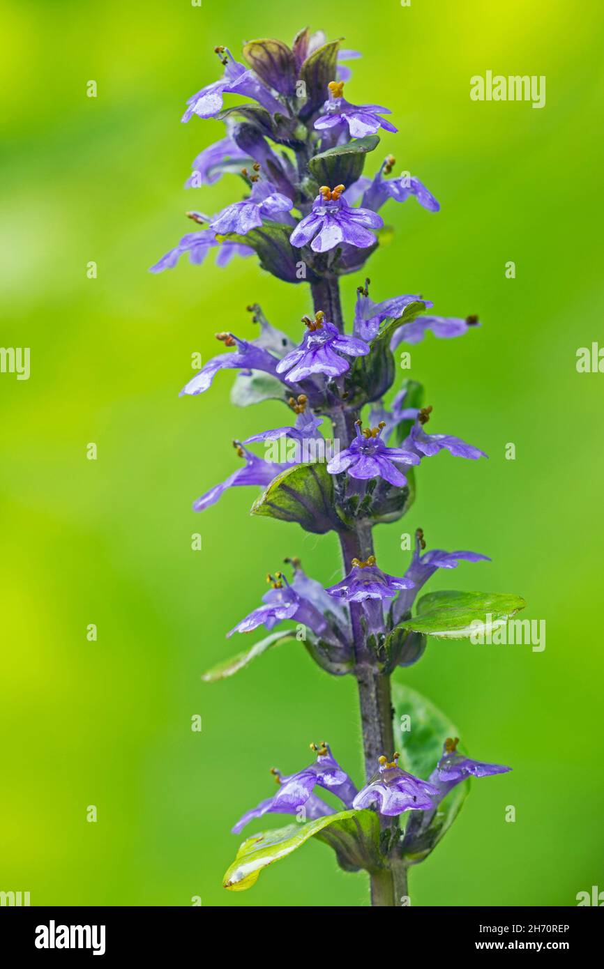 Ajuga reptans bugle medicinal plant hi-res stock photography and images ...