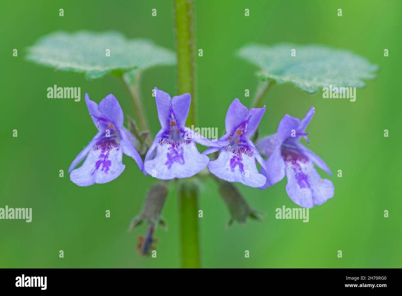 Ground Ivy (Glechoma hederaceum), flowers. Germany Stock Photo - Alamy