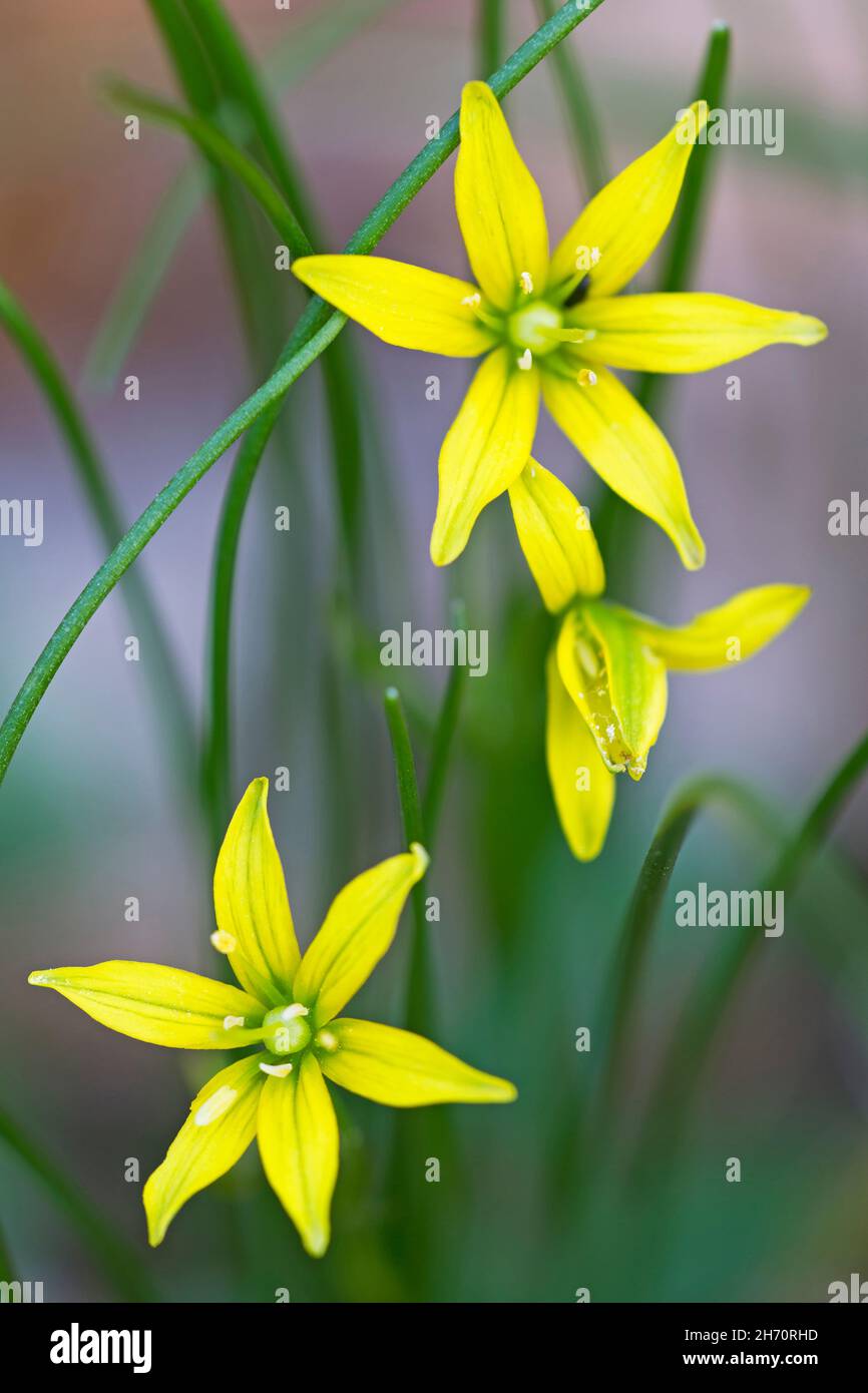 Gagea spathacea hi-res stock photography and images - Alamy