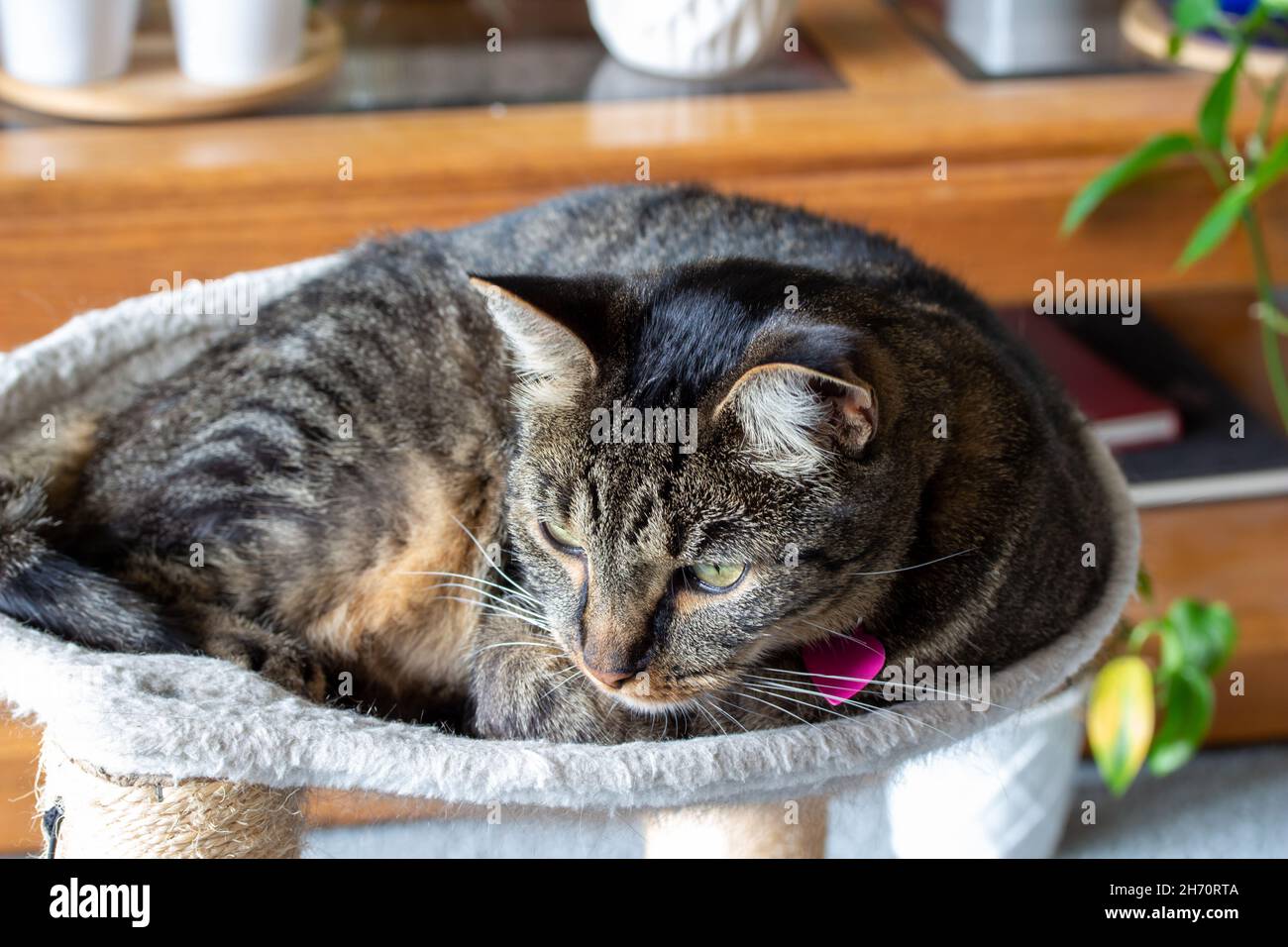 Hammock cat bed hi-res stock photography and images - Alamy