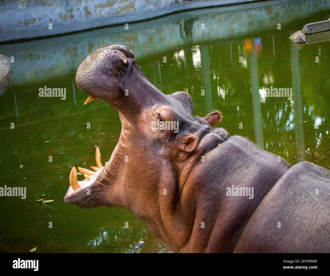 Portrait of a big hippopotamus with an open muzzle Stock Photo - Alamy