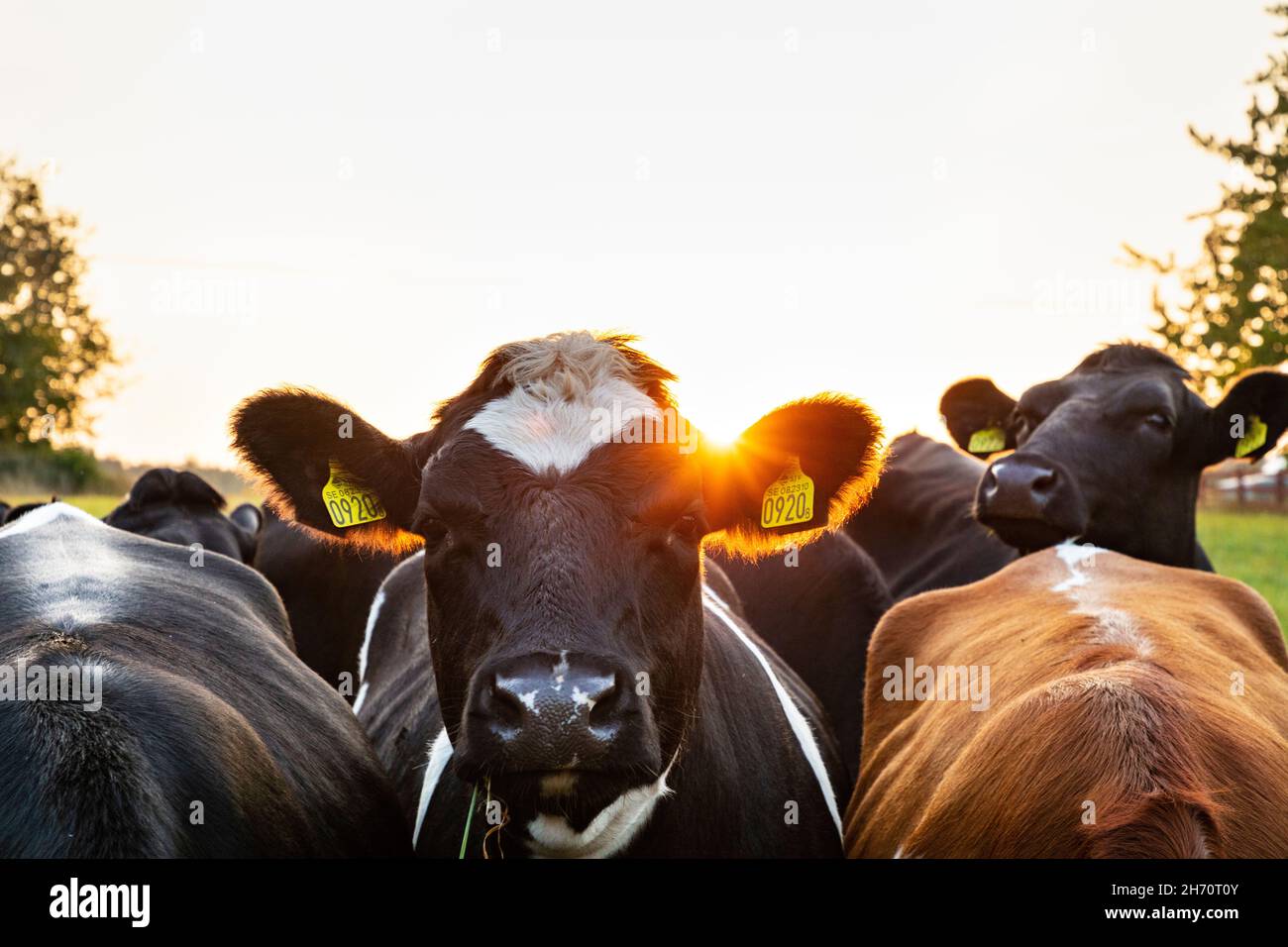 Effect on fauna hi-res stock photography and images - Alamy