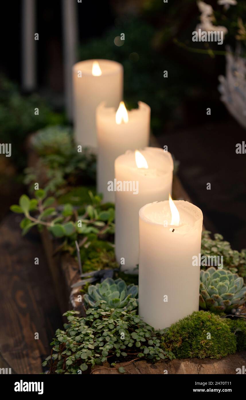 Lit up plants hi-res stock photography and images - Alamy
