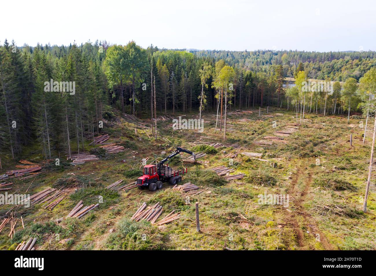 Stacking logs at forest edge Stock Photo - Alamy