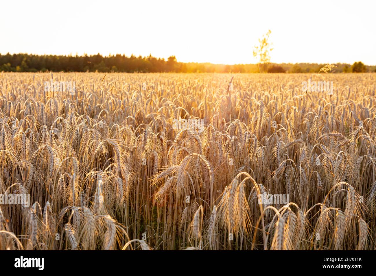 Rye field at sunset Stock Photo - Alamy