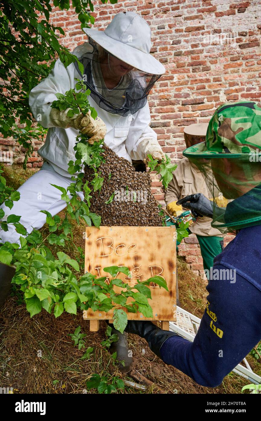 Honey Bee, Western Honey Bee (Apis mellifera, Apis mellifica ...