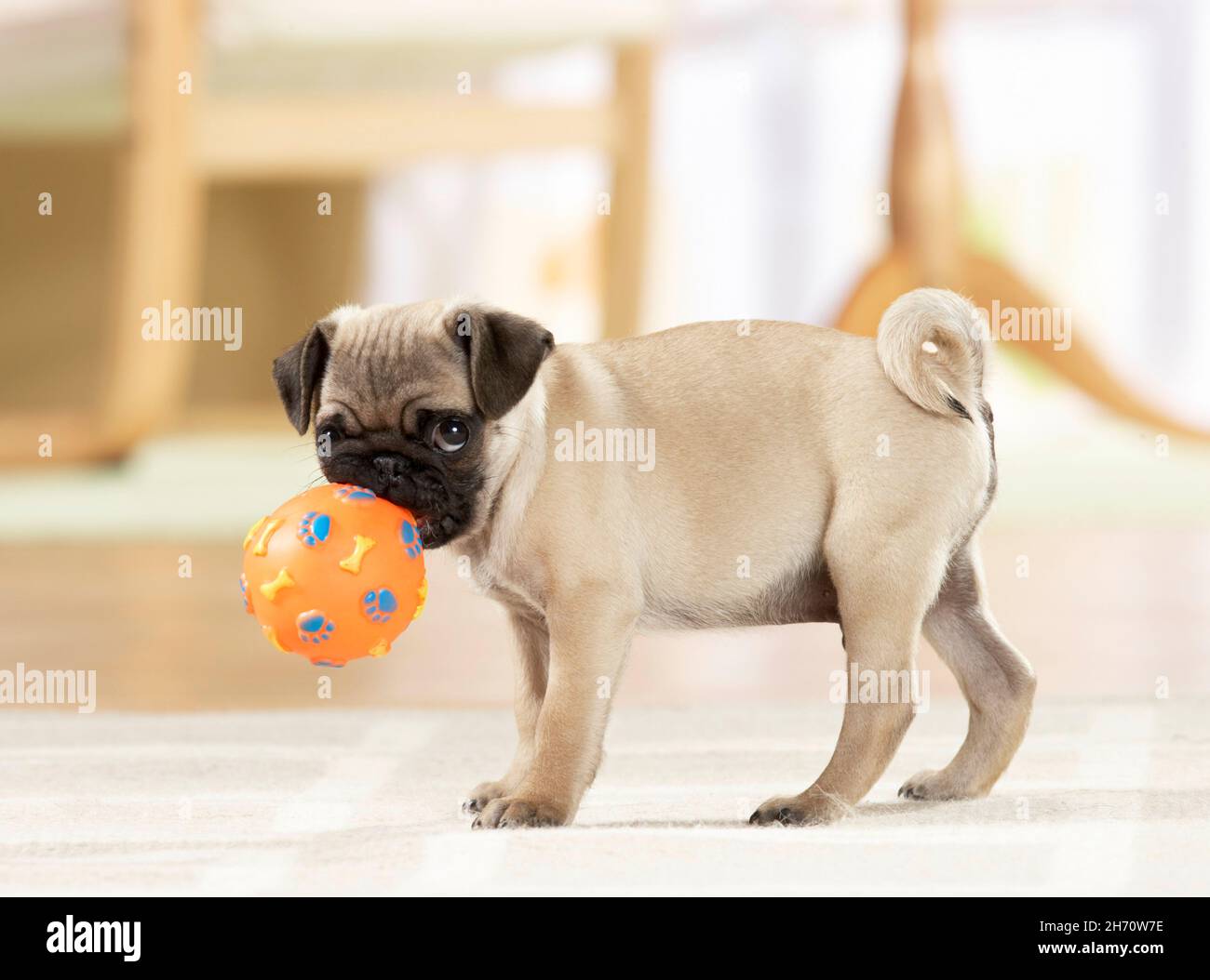 Pug. Puppy playing with a ball Stock Photo - Alamy