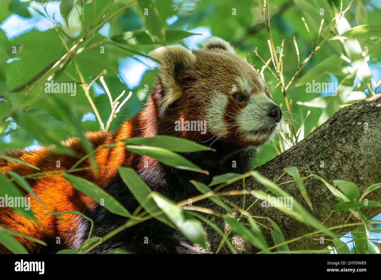 The red panda, Ailurus fulgens, also called the lesser panda and the ...