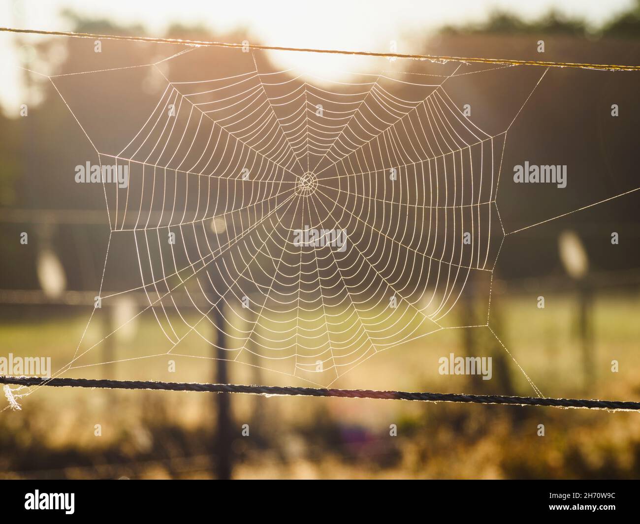 View of spider web Stock Photo - Alamy