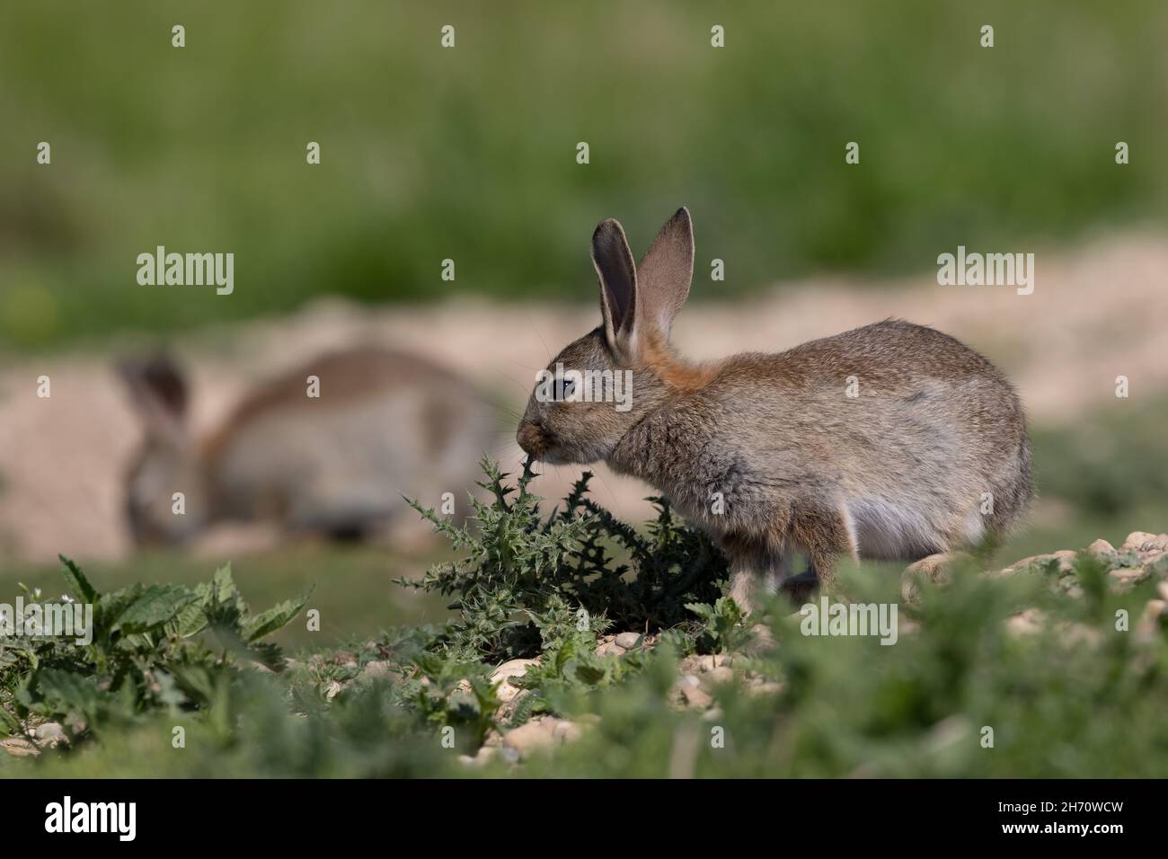 European rabbit, Common rabbit, Bunny, Oryctolagus cuniculus sitting on ...