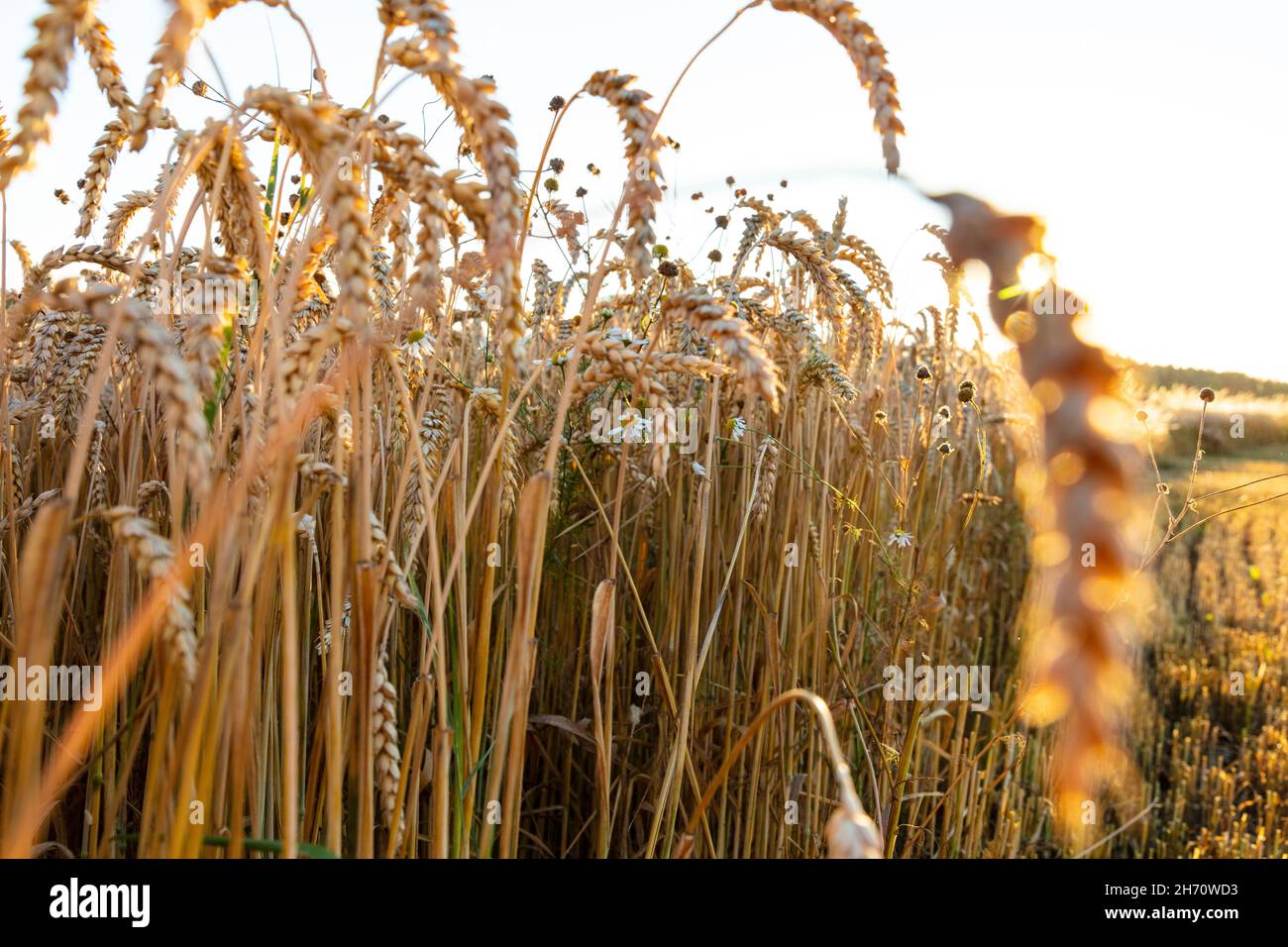 Types of wheat hi-res stock photography and images - Alamy