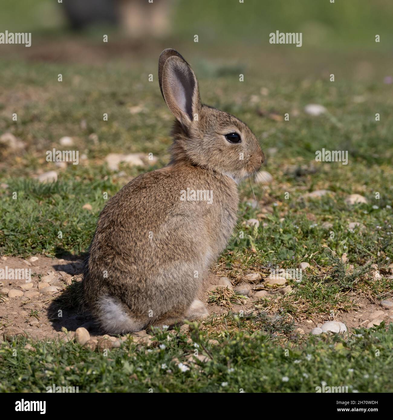 European rabbit, Common rabbit, Bunny, Oryctolagus cuniculus sitting on ...