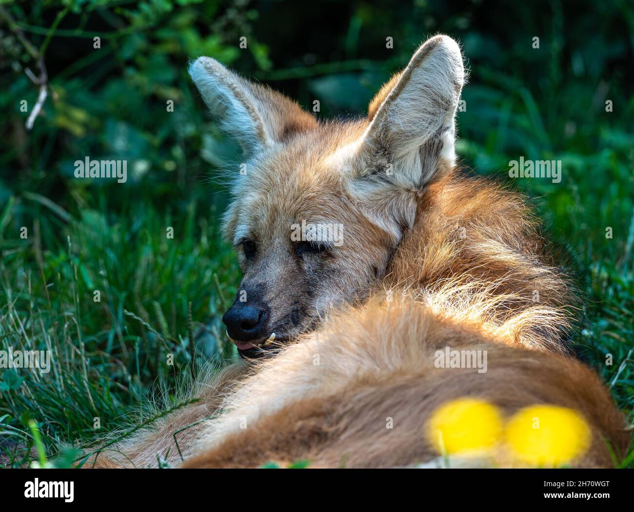 The Maned Wolf, Chrysocyon brachyurus is the largest canid of South America. This mammal lives ...