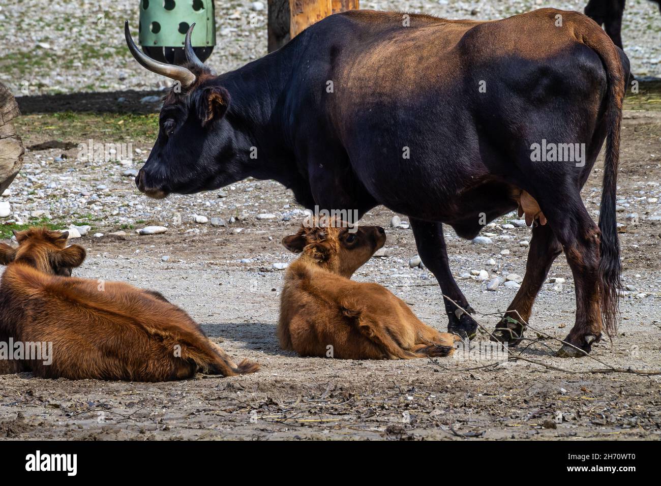Heck cattle, Bos primigenius taurus, claimed to resemble the extinct ...