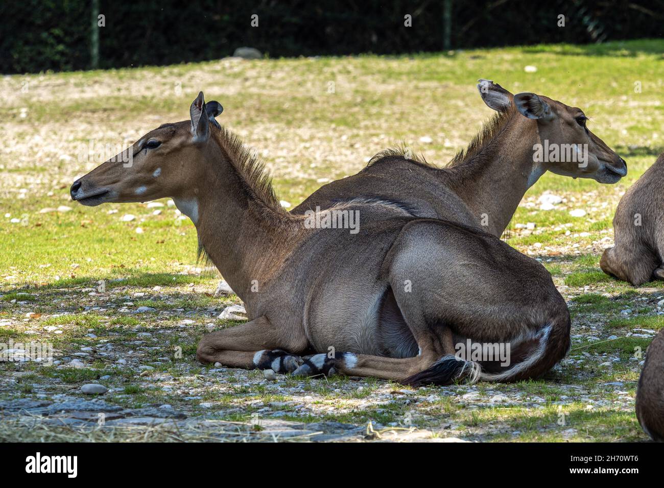 European Moose, Alces alces, also known as the elk. Wild life animal ...