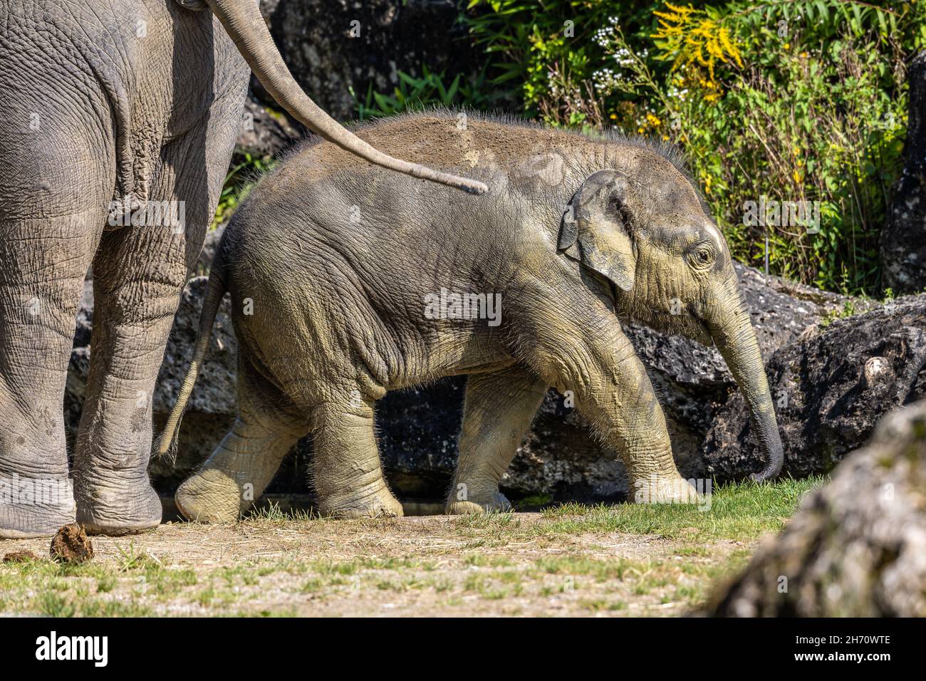 The Asian elephant, Elephas maximus also called Asiatic elephant, is ...