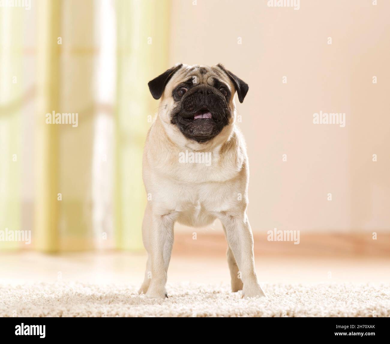 Dog stands hi-res stock photography and images - Alamy