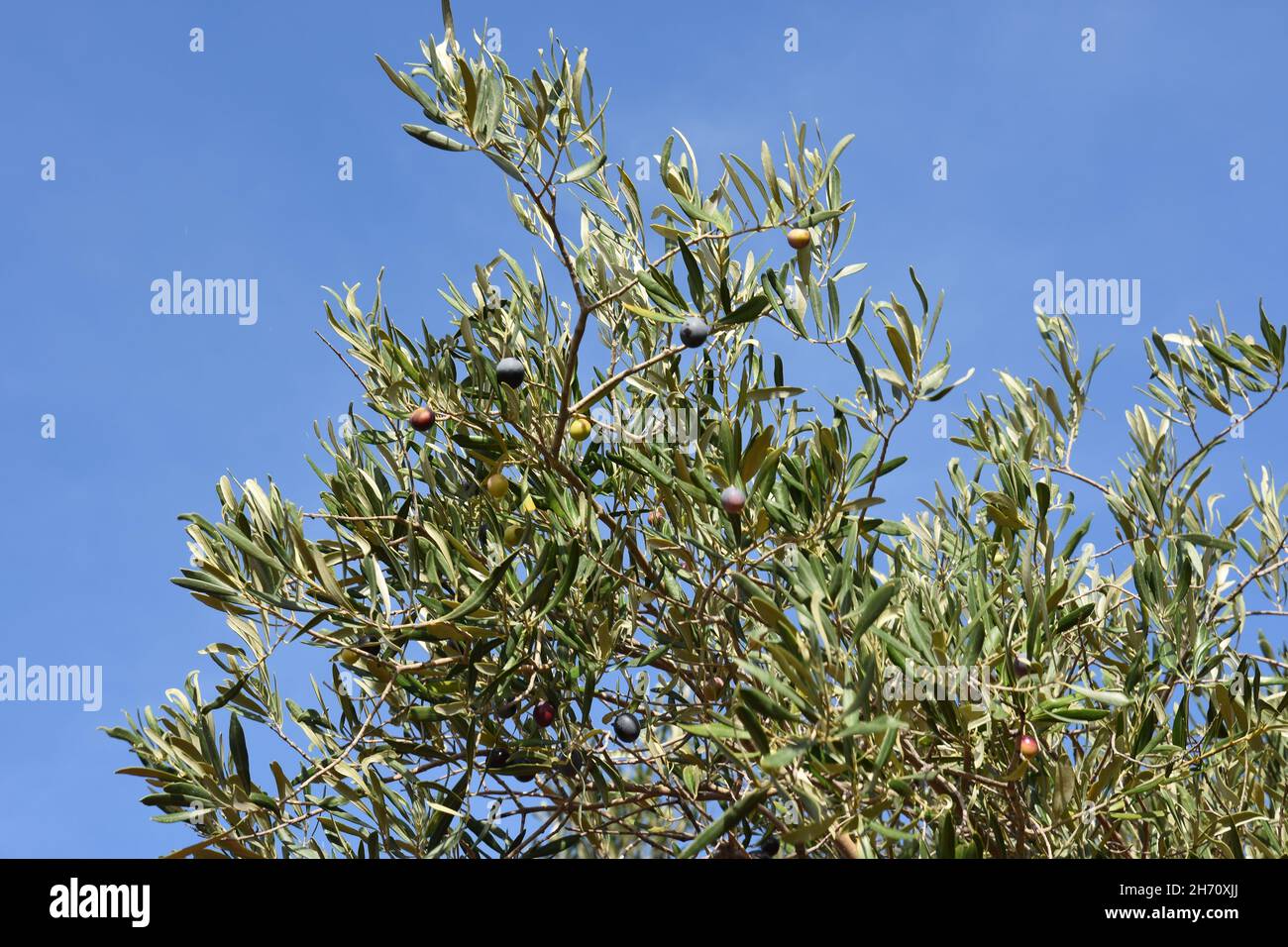 olive harvest with electric olive rake tool in Keratea in Greece Stock ...