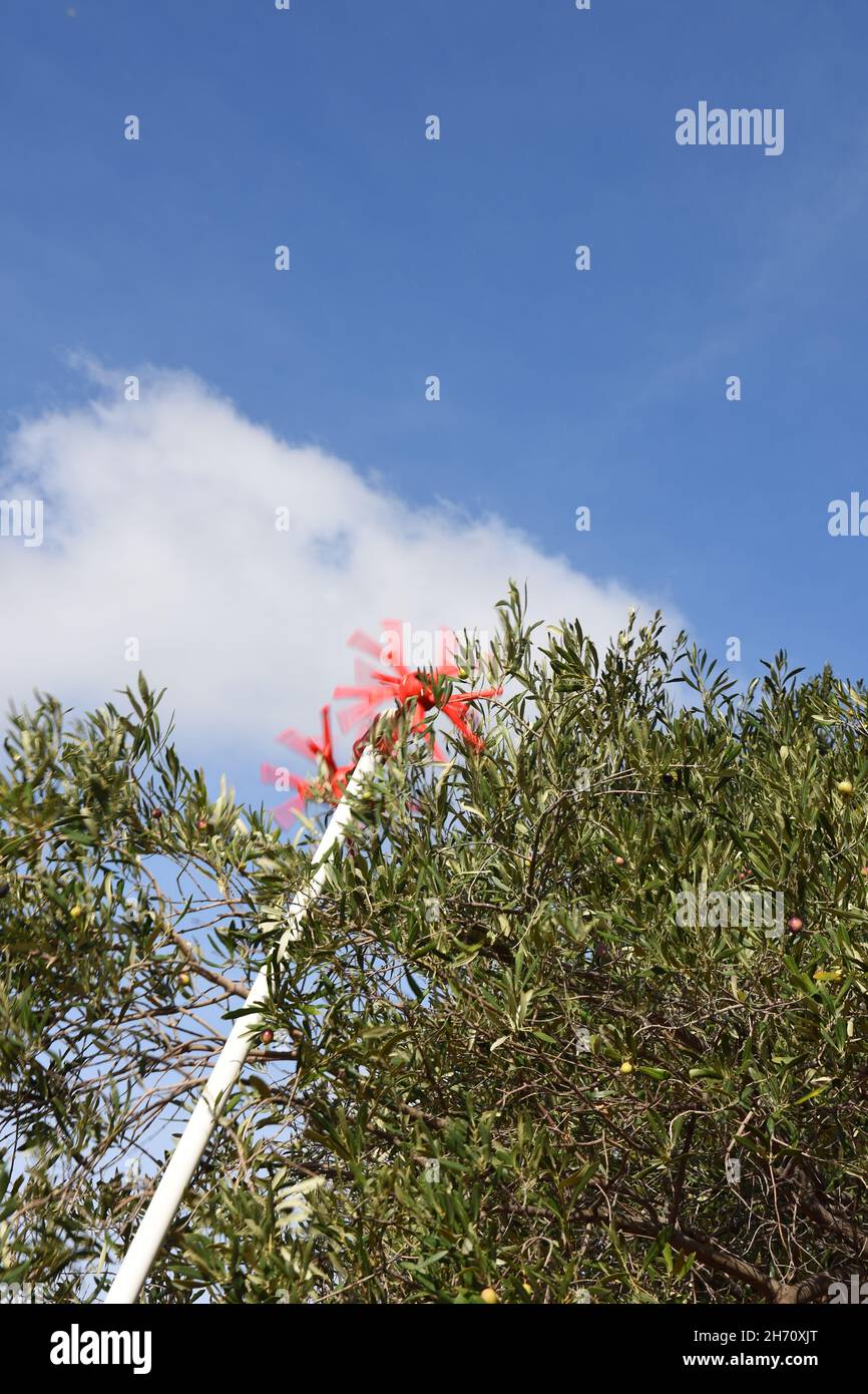 olive harvest with electric olive rake tool in Keratea in Greece Stock ...