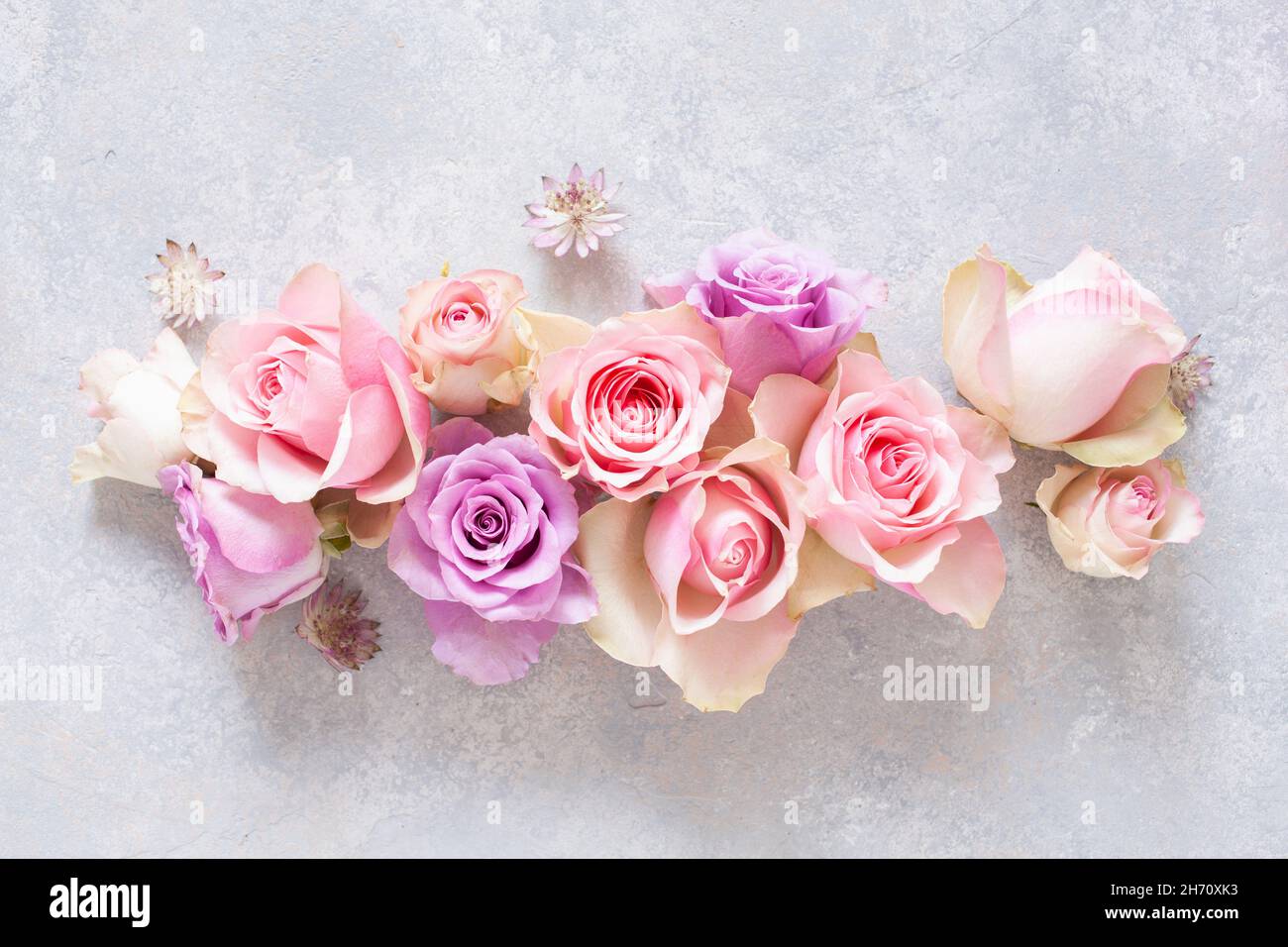 beautiful pink rose flowers background Stock Photo - Alamy