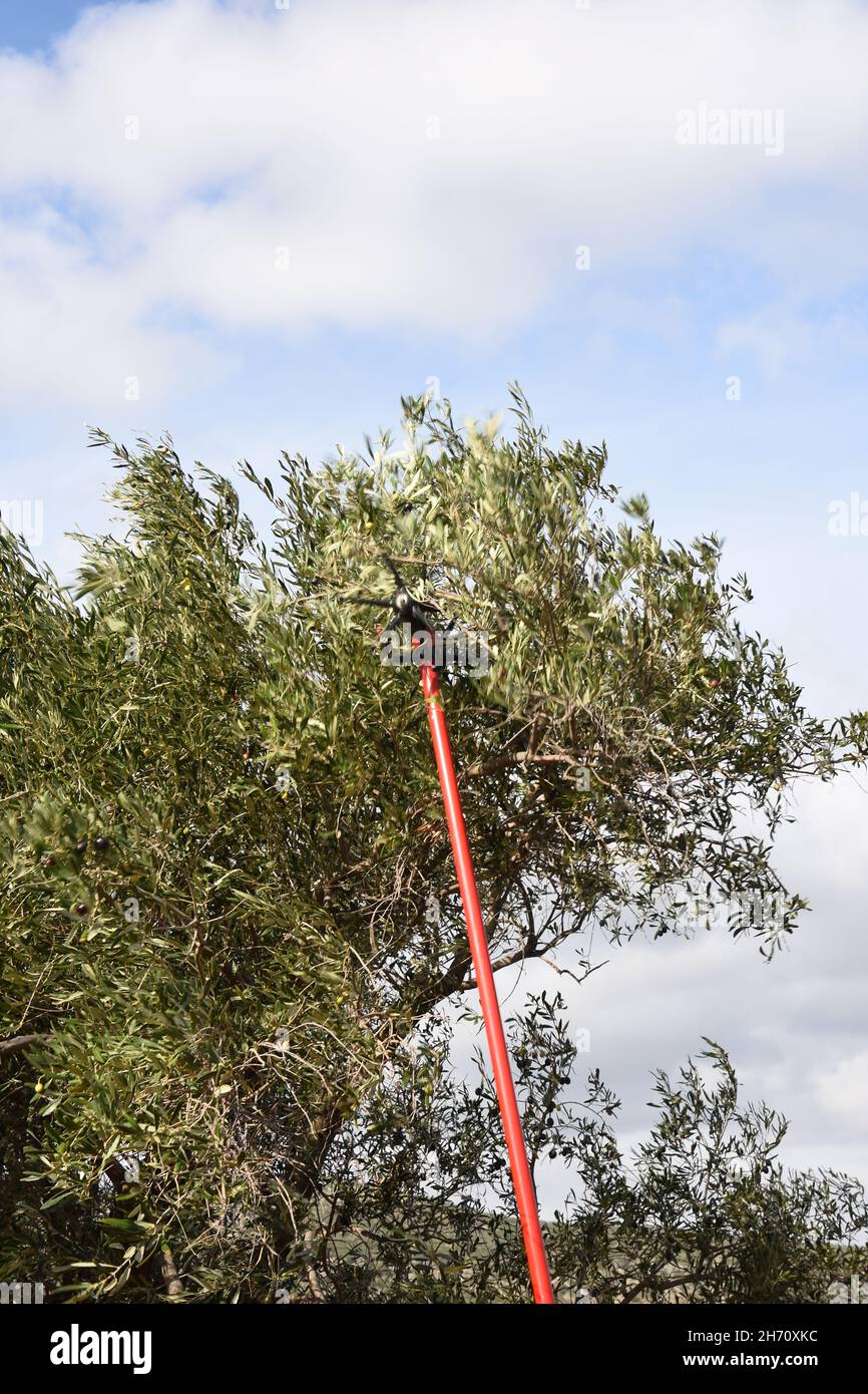 olive harvest with electric olive rake tool in Keratea in Greece Stock ...