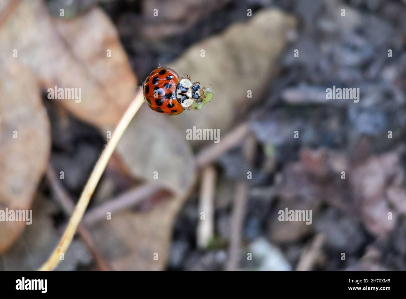 Eyed Ladybird (Anatis ocellata) resting on a leaf stem Stock Photo - Alamy