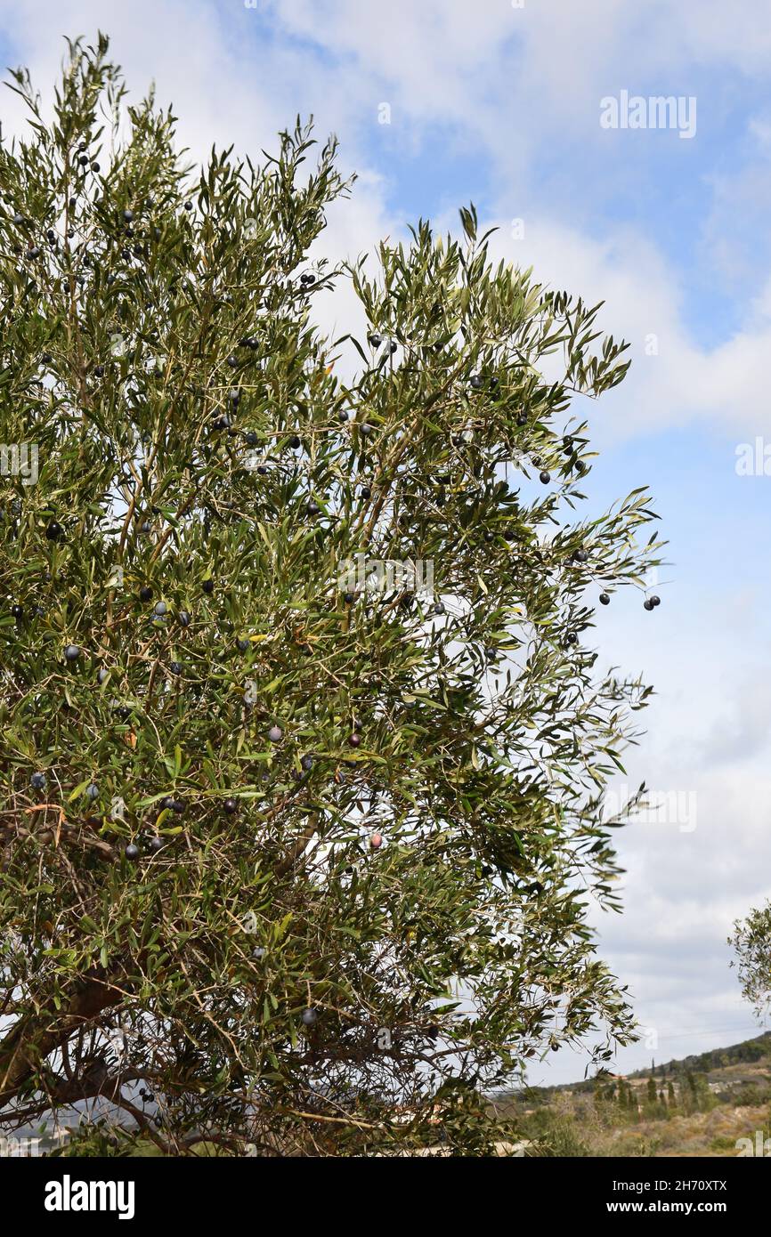 olive harvest with electric olive rake tool in Keratea in Greece Stock ...