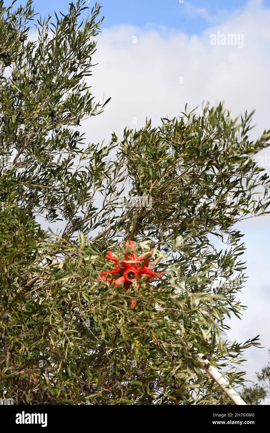 olive harvest with electric olive rake tool in Keratea in Greece Stock ...