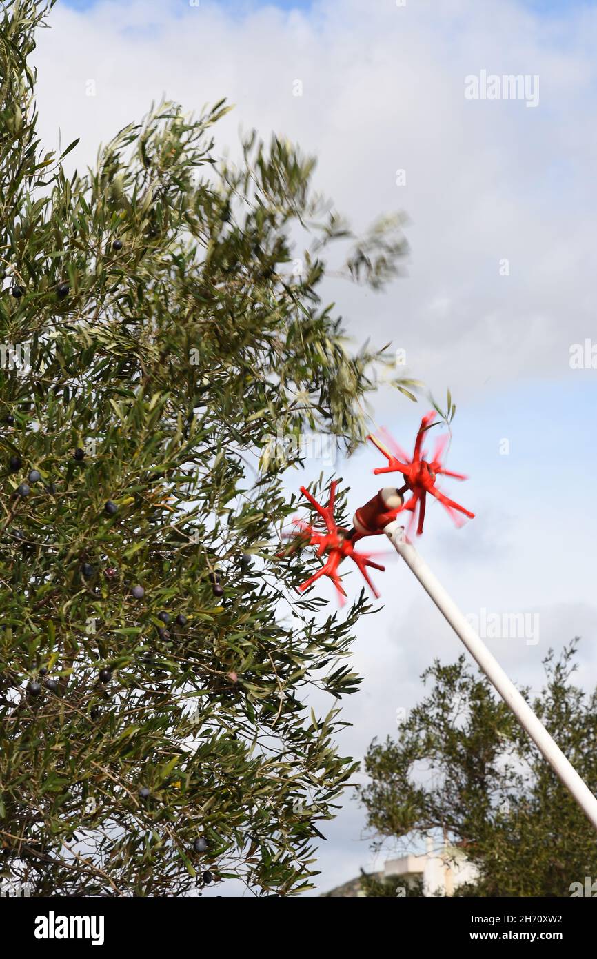olive harvest with electric olive rake tool in Keratea in Greece Stock ...