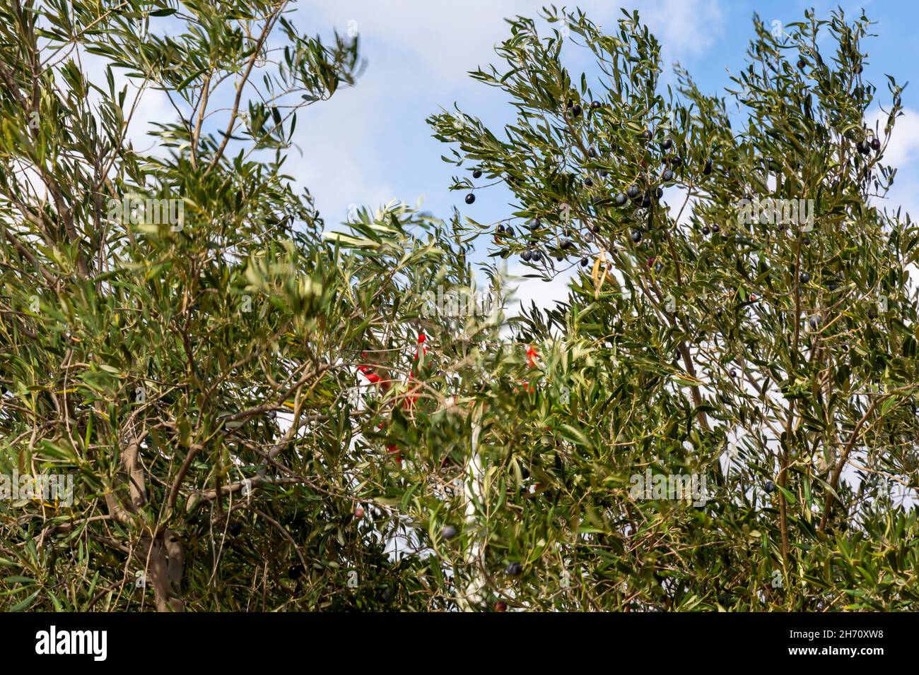 olive harvest with electric olive rake tool in Keratea in Greece Stock ...