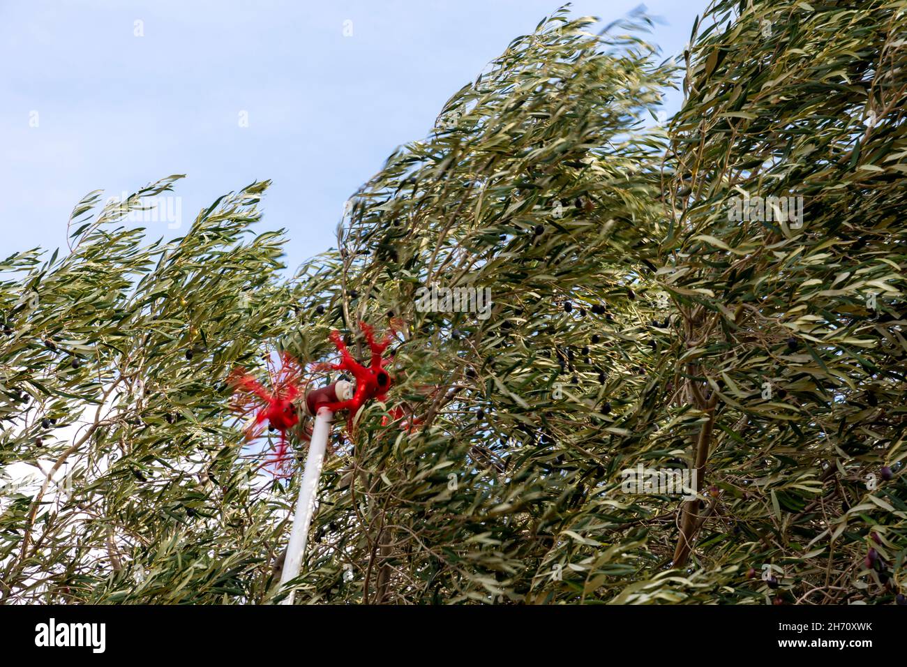 olive harvest with electric olive rake tool in Keratea in Greece Stock ...