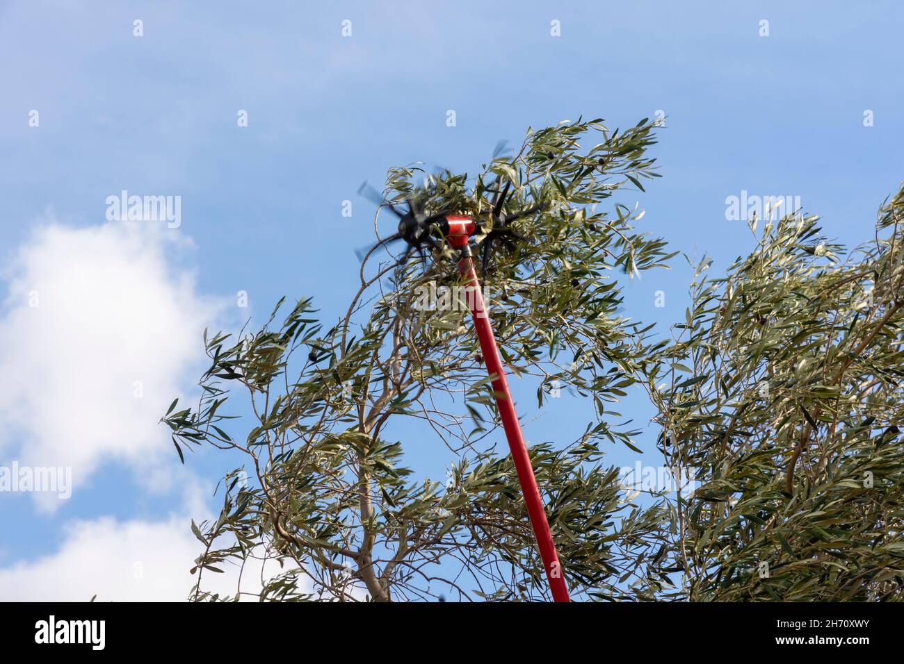 olive harvest with electric olive rake tool in Keratea in Greece Stock ...