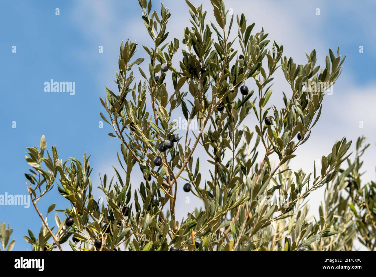 olive harvest with electric olive rake tool in Keratea in Greece Stock ...