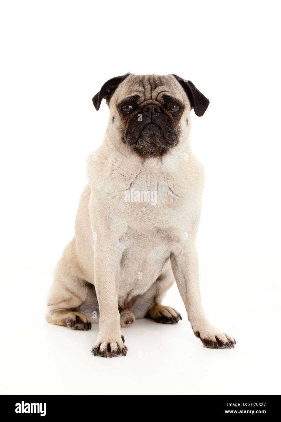 Pug. Adult dog sitting. Studio picture against a white background Stock ...