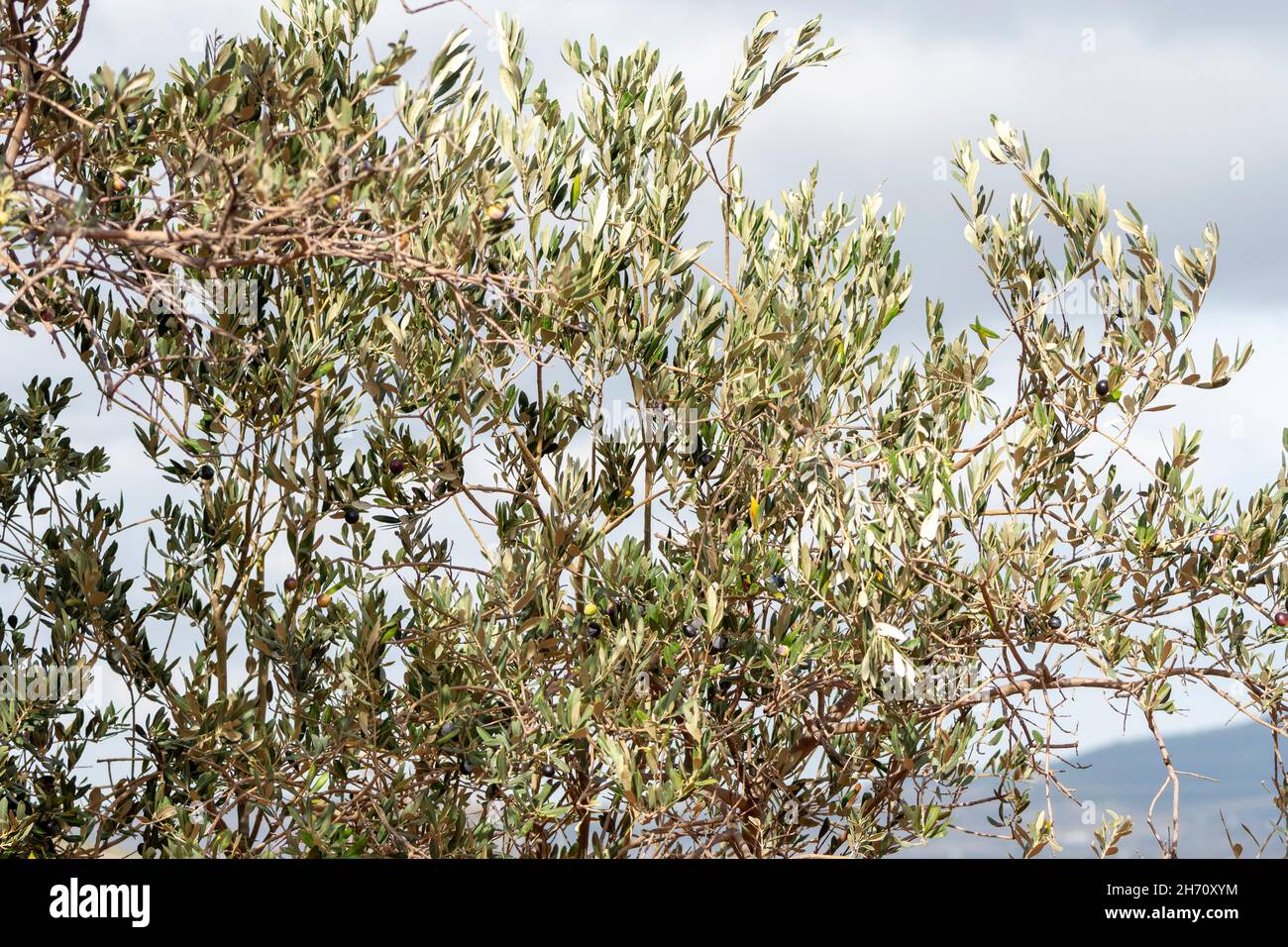 olive harvest with electric olive rake tool in Keratea in Greece Stock ...
