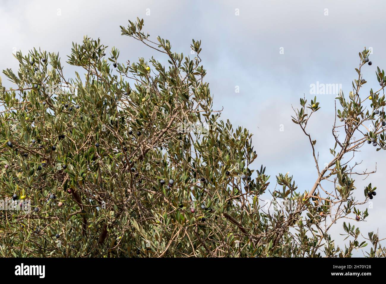 olive harvest with electric olive rake tool in Keratea in Greece Stock ...
